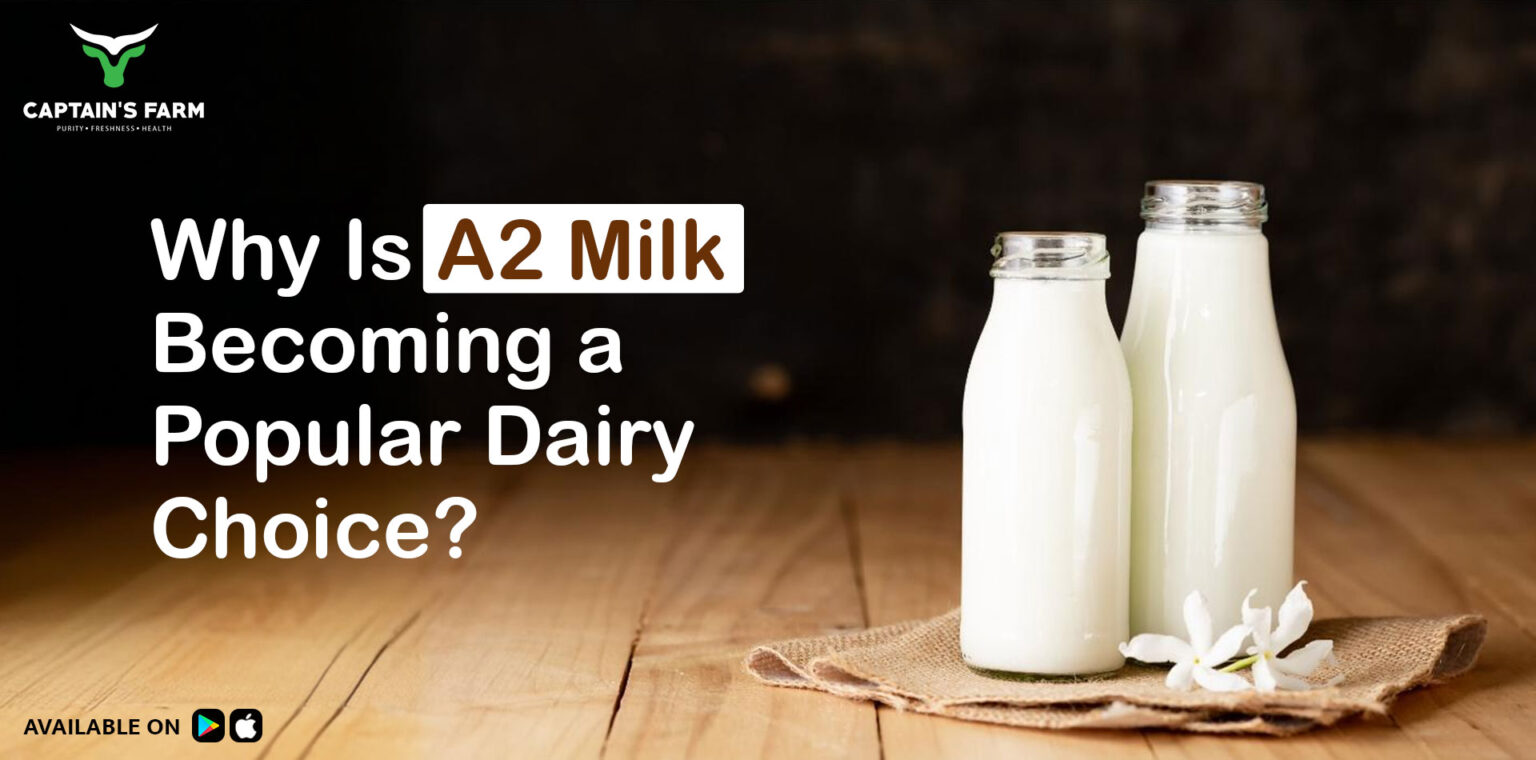 Why Is A2 Milk Becoming a Popular Dairy Choice? - Captain's Farm